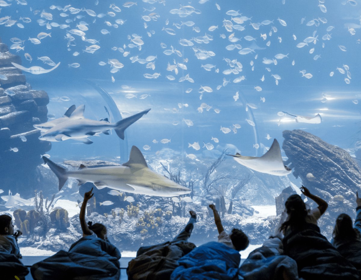 Atlantis Aquarium Madrid 12/05