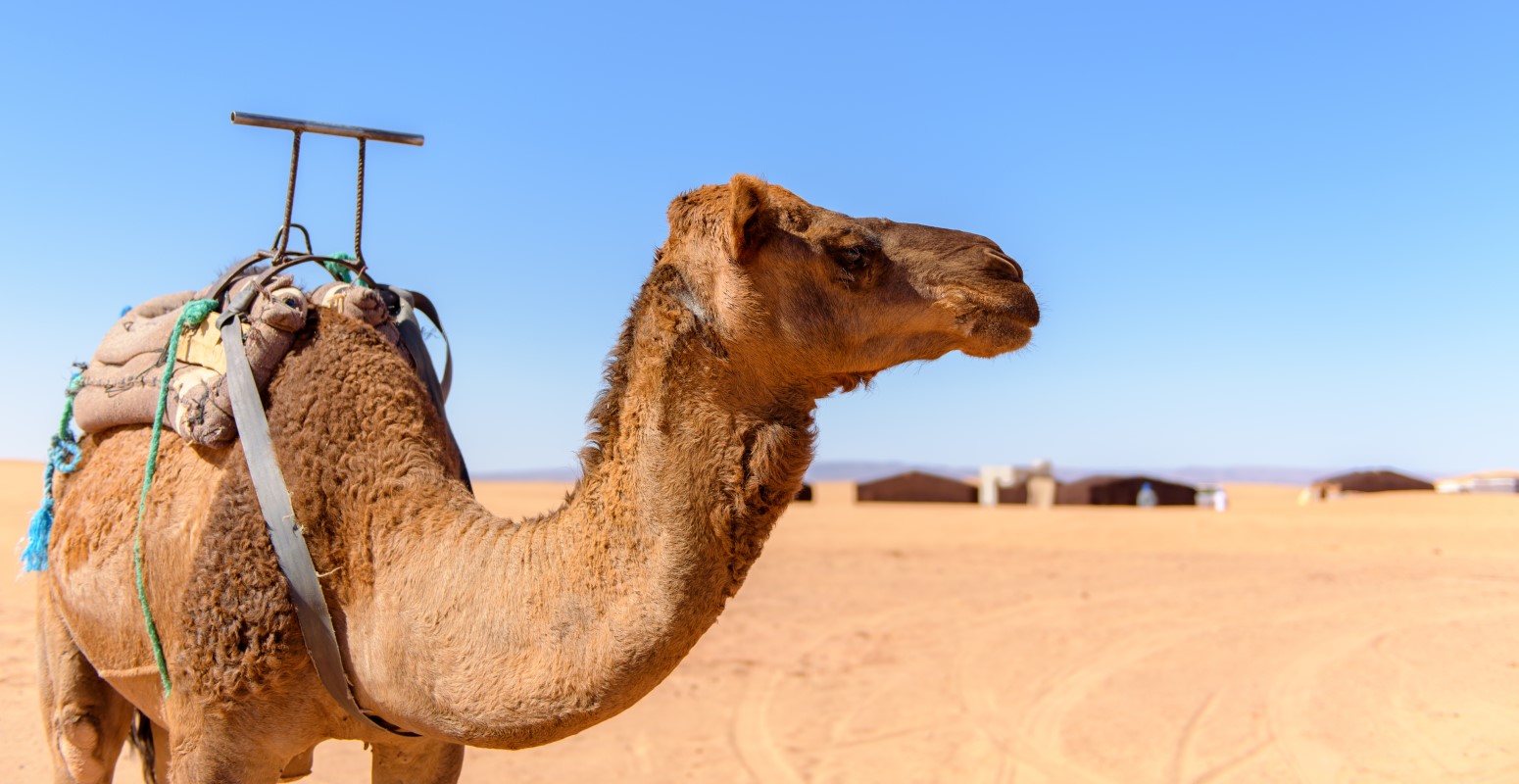 Los Reyes Magos y el Sahara