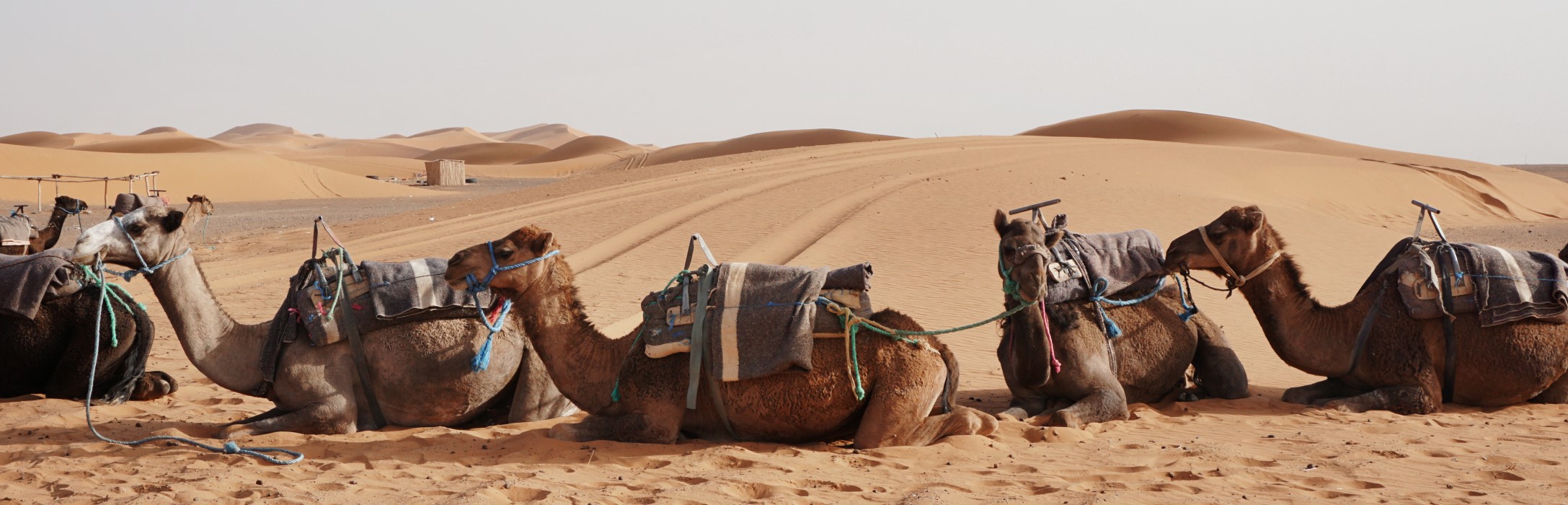 Los Reyes Magos y el Sahara